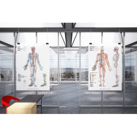 AMM & TCM Meridian Plakat Ventral / Dorsal DIN A 2