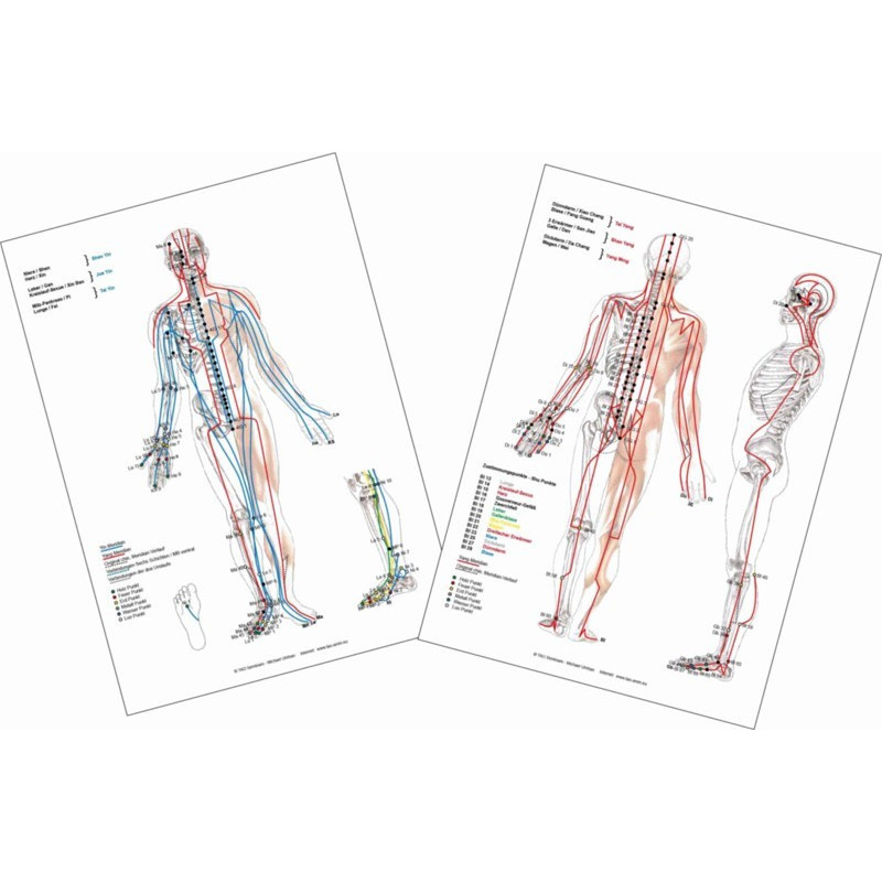 AMM & TCM Meridian Plakat Ventral / Dorsal DIN A 2