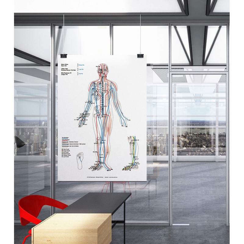AMM & TCM Meridian Plakat Ventral / Dorsal DIN A 2