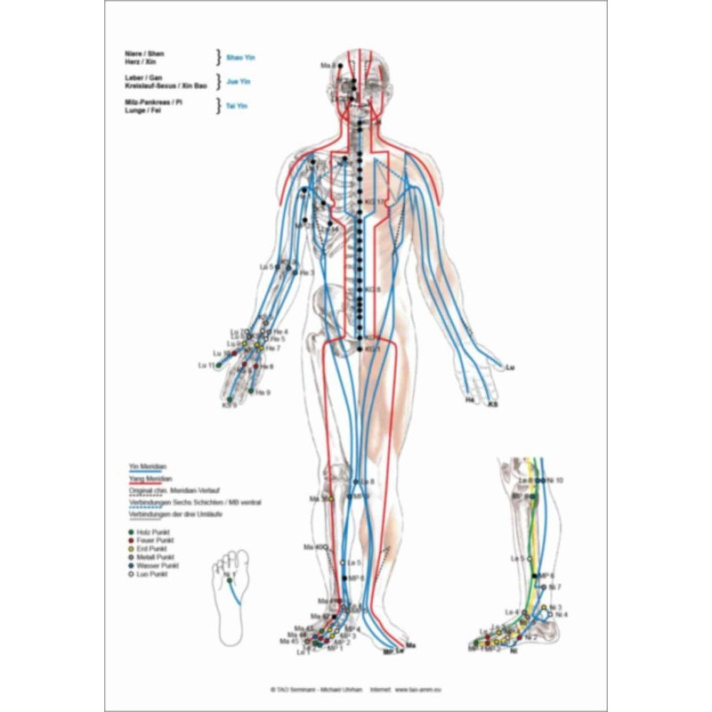 AMM & TCM Meridian Plakat Ventral / Dorsal DIN A 2