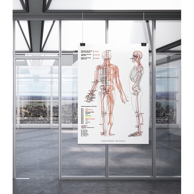 AMM & TCM Meridian Plakat Ventral / Dorsal DIN A 2